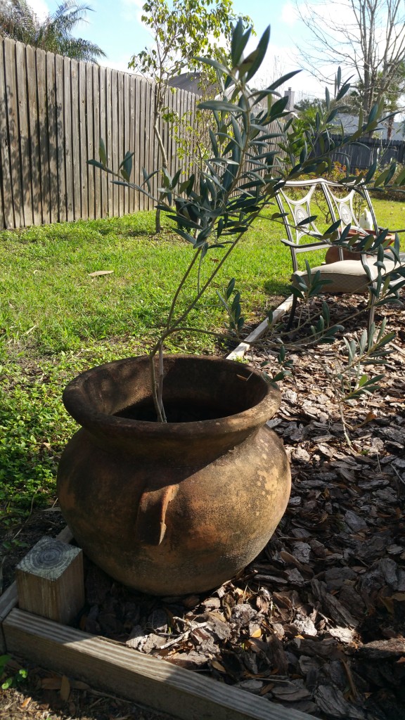 olive tree - Bleu Tabby