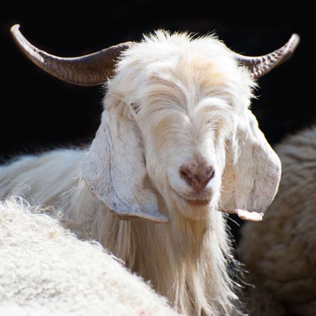 Christmas Gift Ideas - Goat & Cashmere